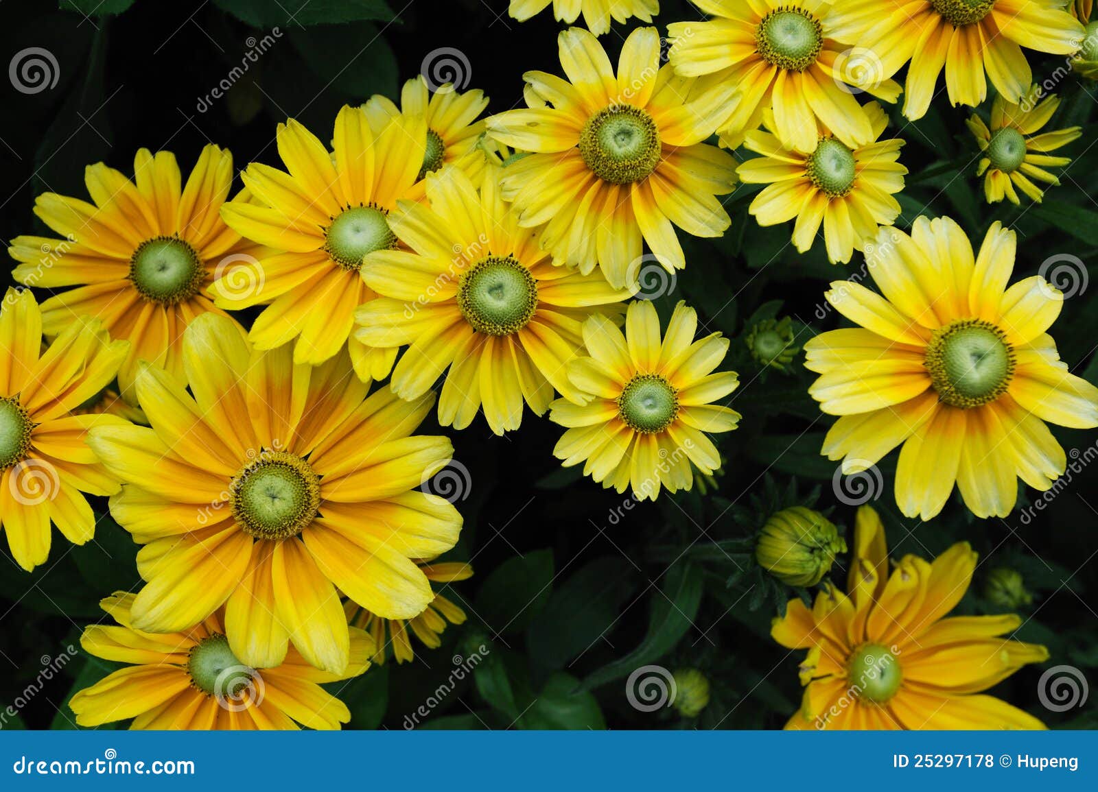 Yellow Chrysanthemum Flower Stock Photo | CartoonDealer.com #80526240
