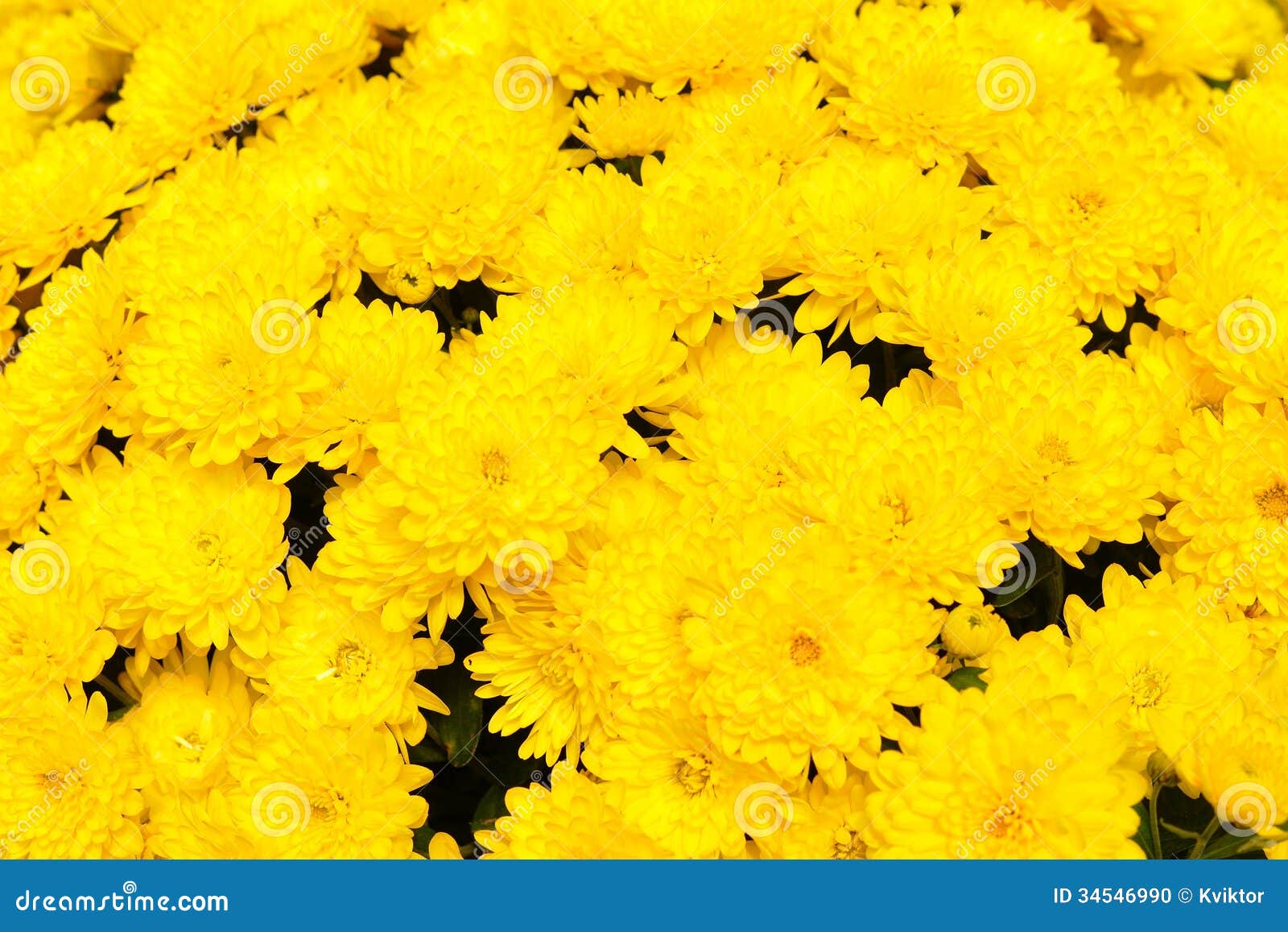 Yellow Chrysanthemum Flowers Stock Photo - Image of flower, blossom ...