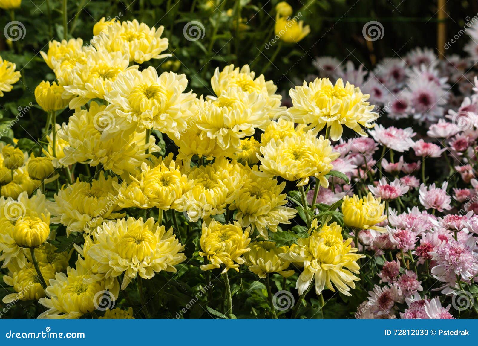 Yellow Chrysanthemum Flowers in Bloom Stock Photo - Image of seasonal ...