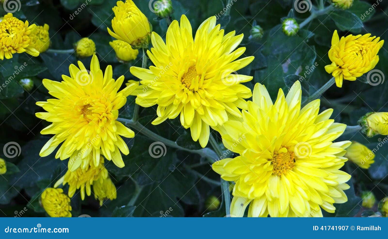 Yellow Chrysanthemum Flowers Stock Image - Image of environment, flower ...