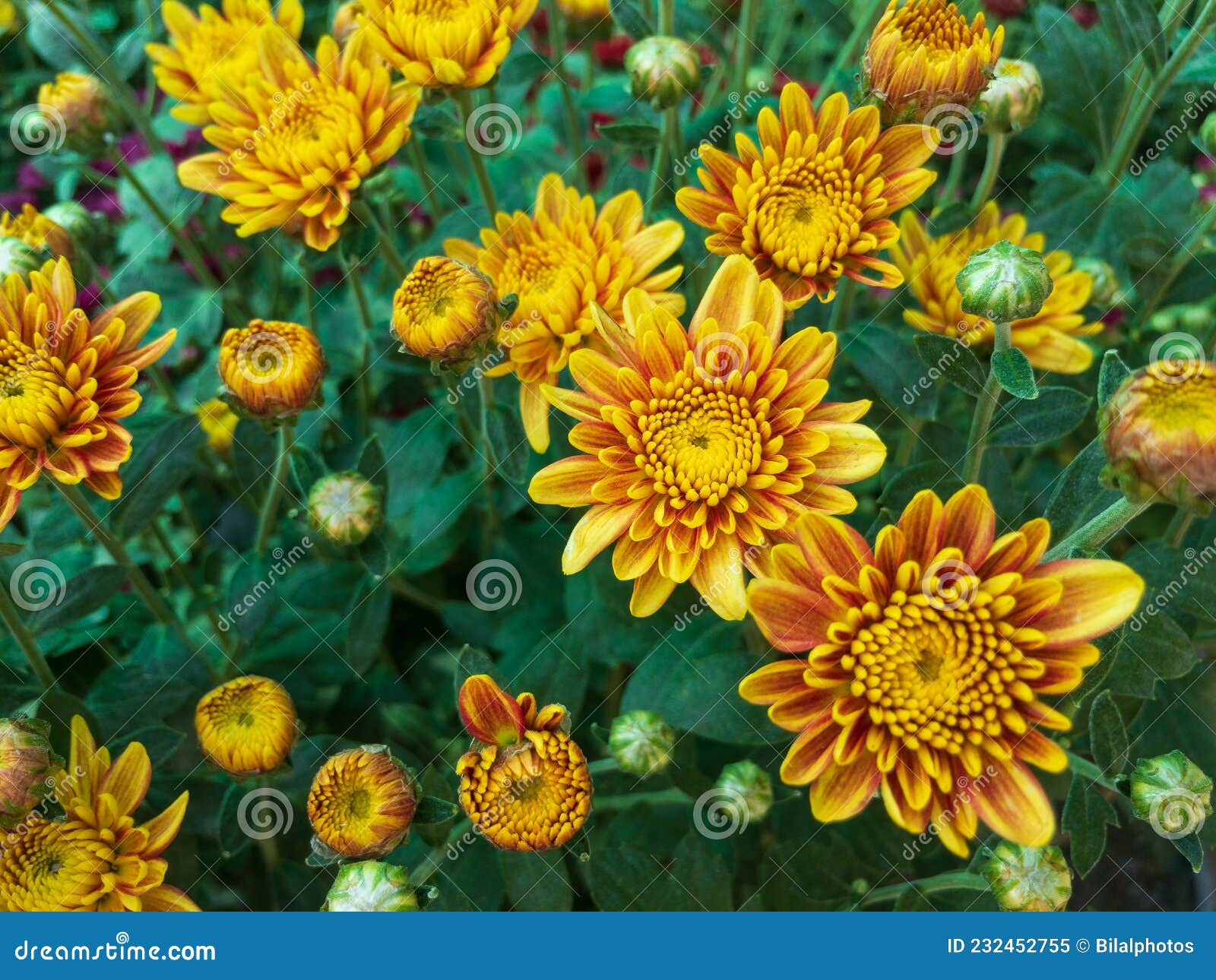 Yellow Chrysanthemum Guldaudi Flowers Closeup View Stock Image - Image ...