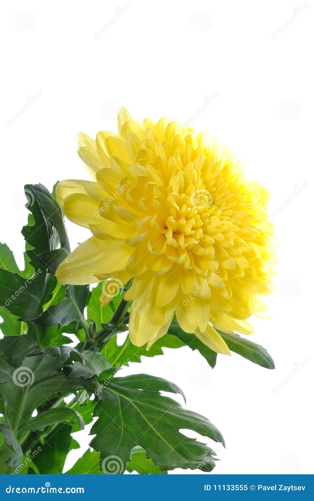Yellow Chrysanthemum Isolated Stock Image - Image of close, abstract ...
