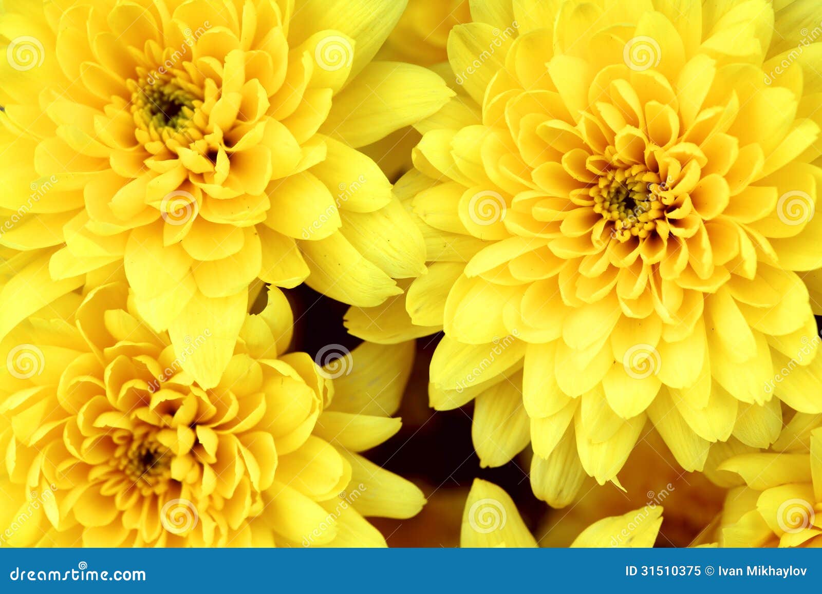 Yellow chrysanthemum stock image. Image of ethereal, consoling - 31510375