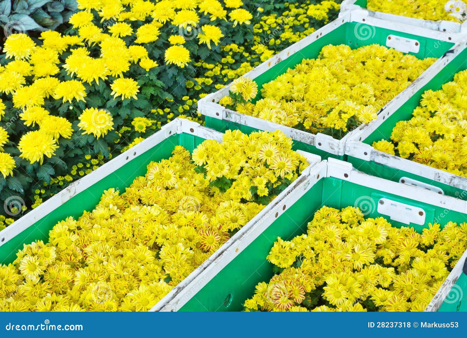 Yellow Chrysanthemums in Boxes Stock Photo - Image of chrysanthemum ...