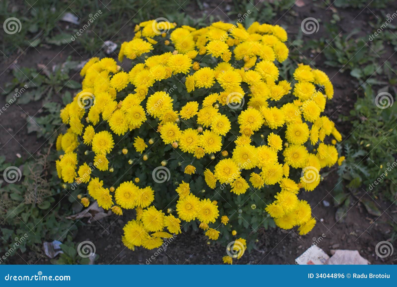 Yellow chrysanthemums stock photo. Image of colorful - 34044896