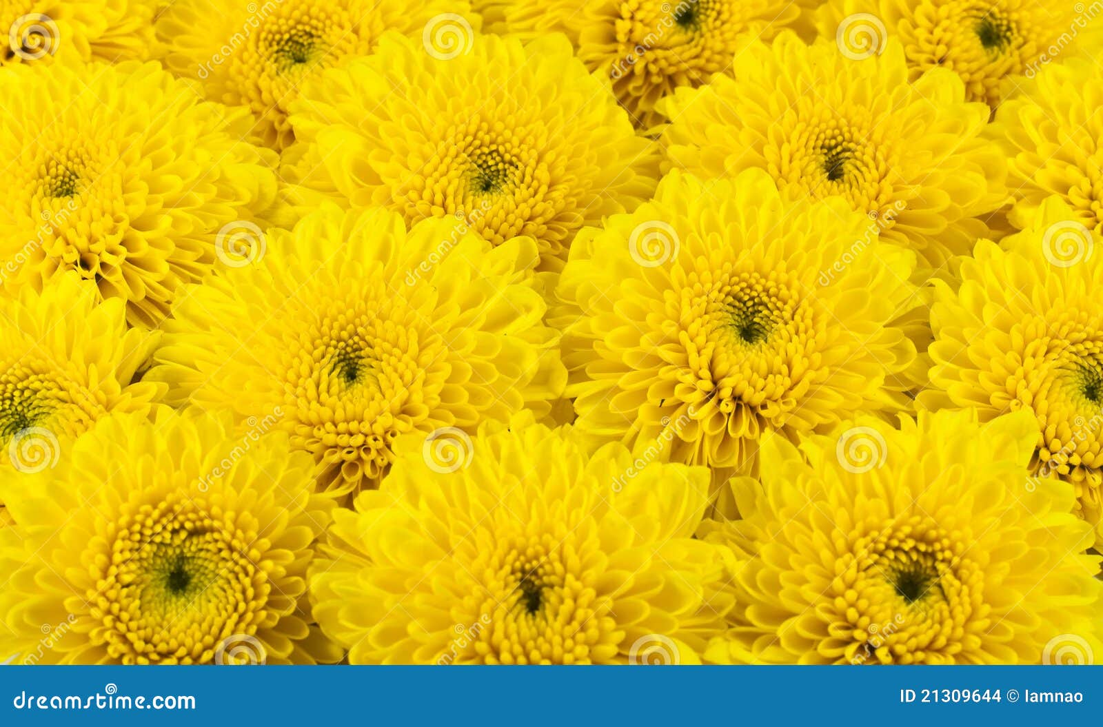 Yellow Chrysanthemums Flower Stock Photo - Image of closeup, detail ...