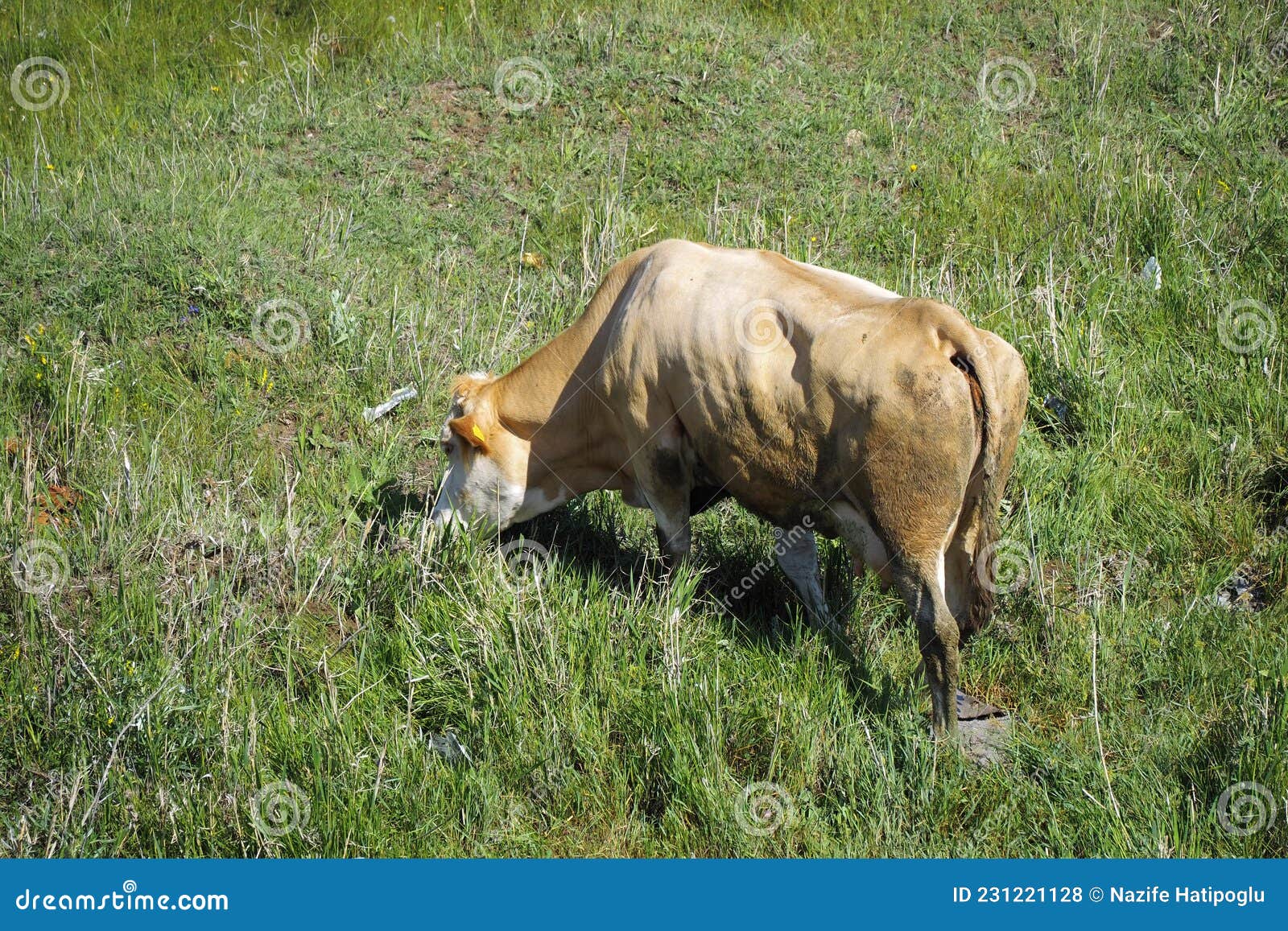 Yellow Cimental Cows and Calves Grazing in the Pasture Stock Photo ...