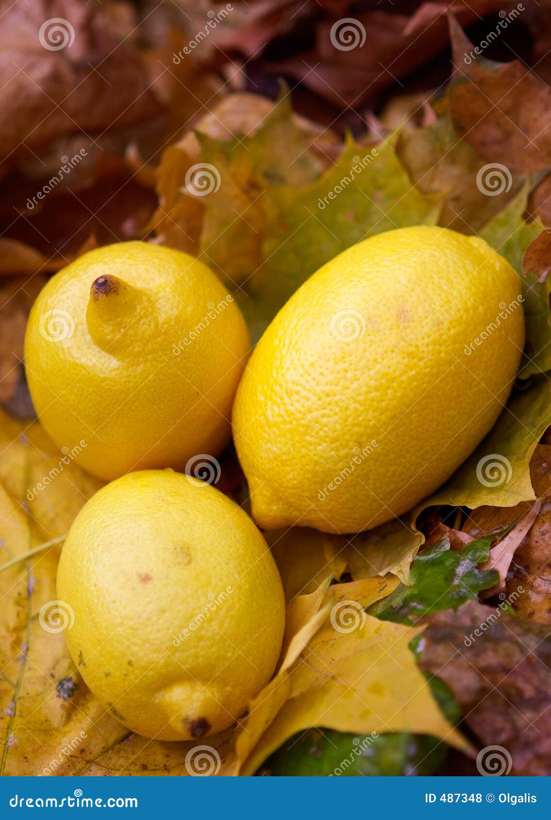 Yellow citric still-life stock photo. Image of fall, frosts - 487348