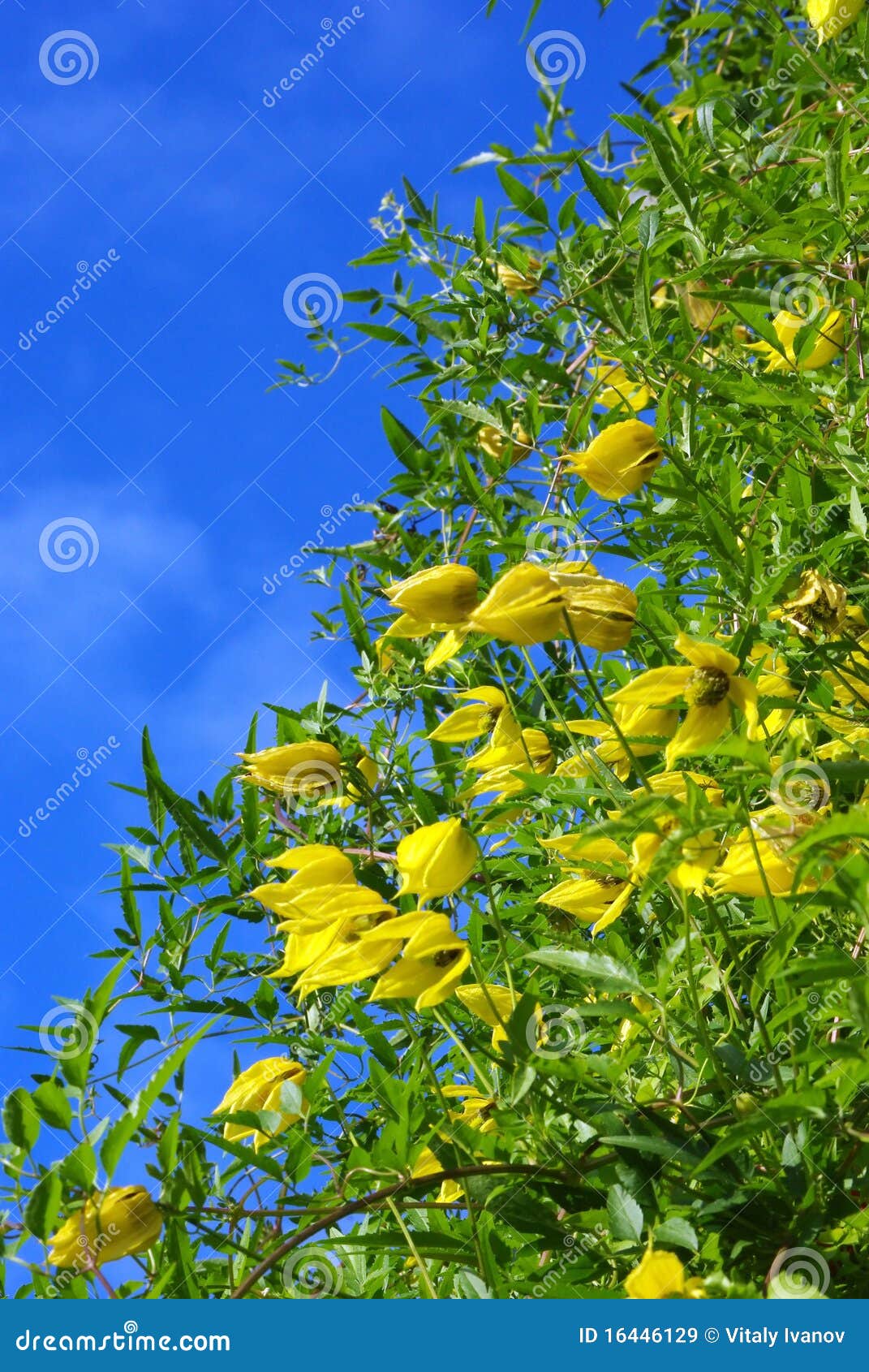 Yellow Clematis Flower Cutout Stock Photography | CartoonDealer.com ...