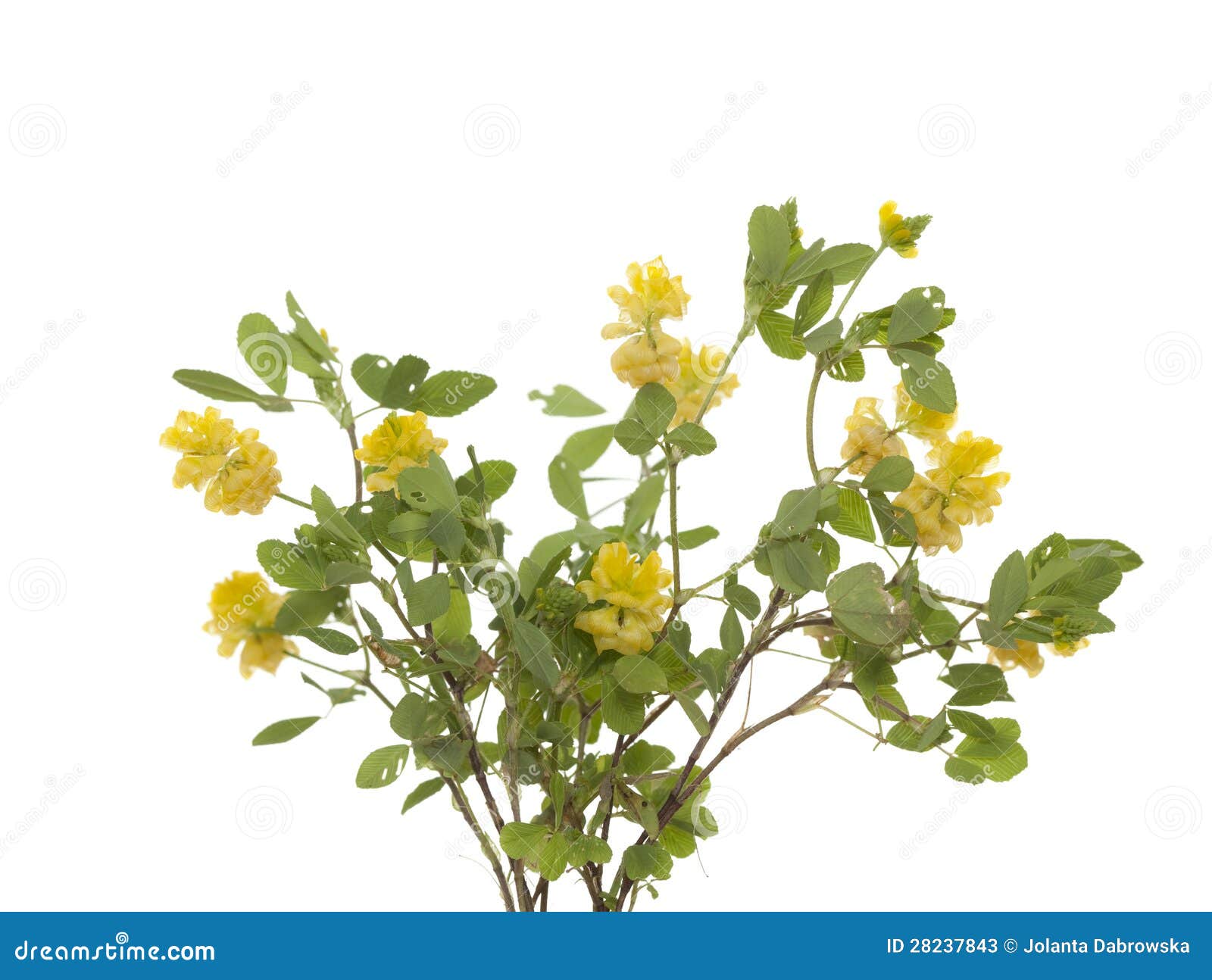 Yellow clover stock image. Image of macro, leaf, trifolium - 28237843
