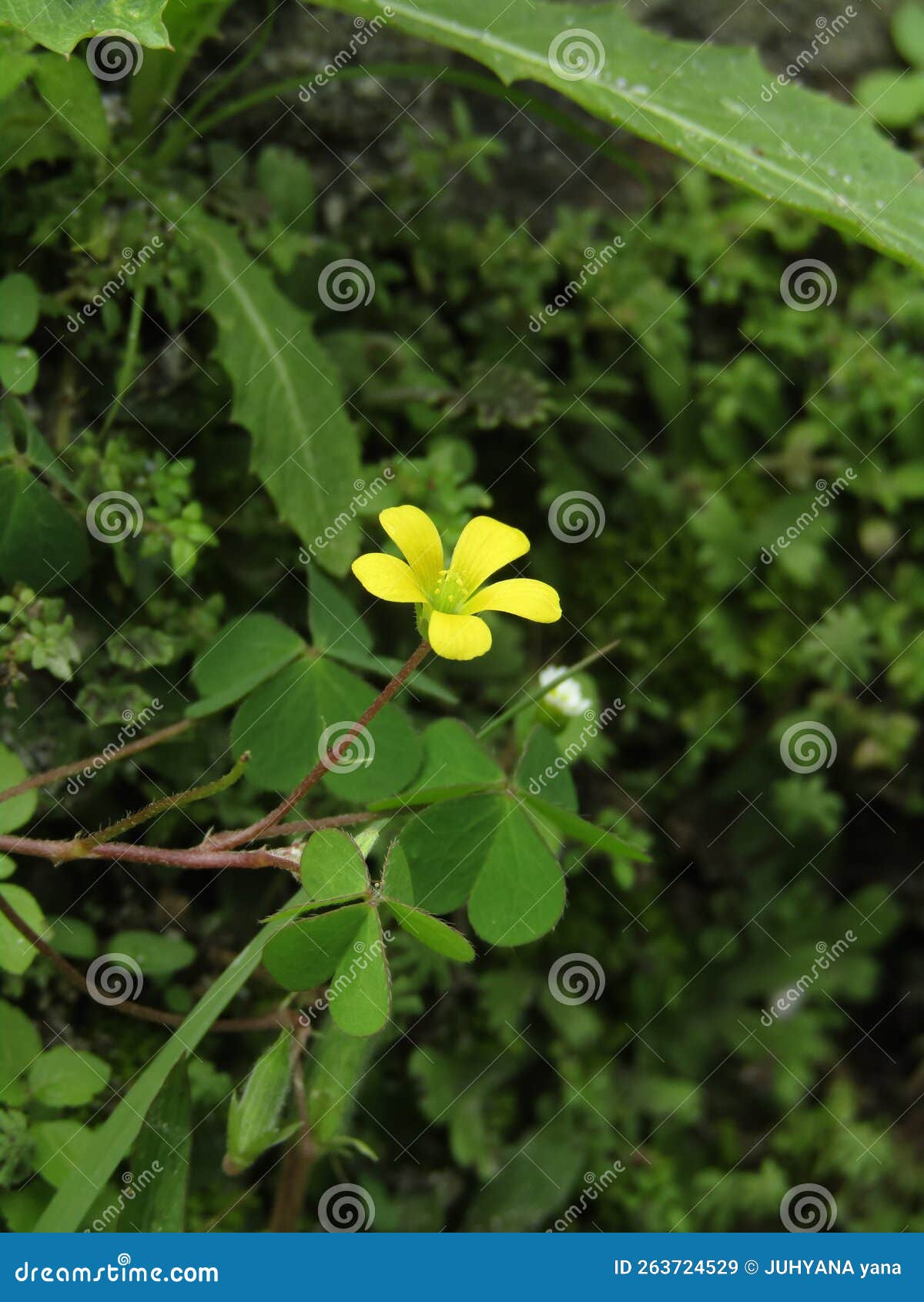 Yellow Clover Flower that Grows on the Edge of a Small River Stock ...