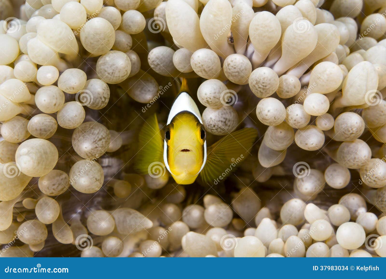 Yellow clownfish stock photo. Image of tentacles, colorful - 37983034