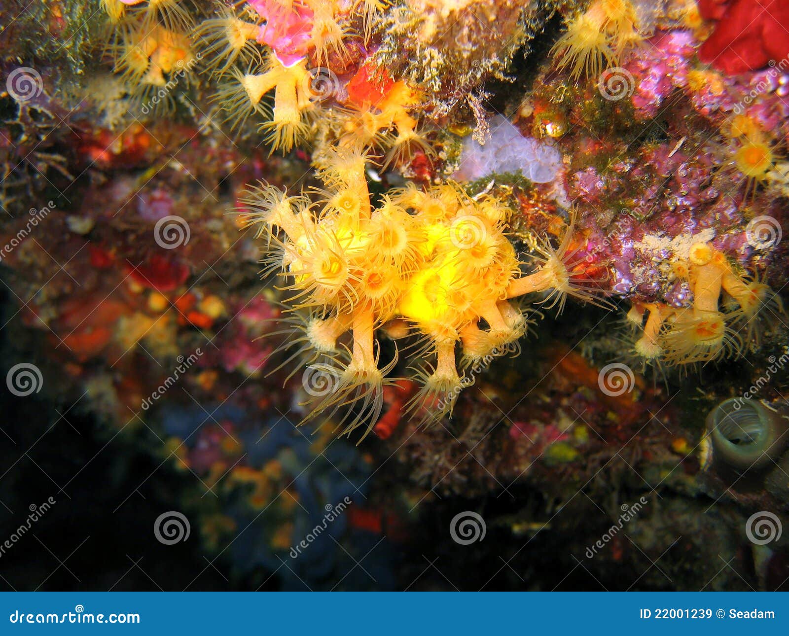 Yellow cluster anemone stock image. Image of wildlife - 22001239