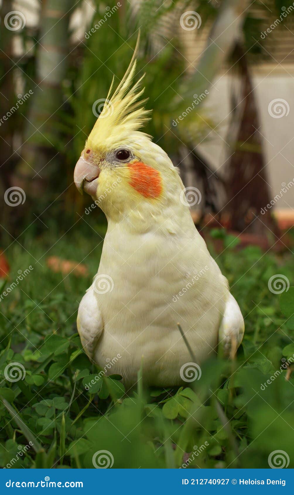 A yellow cockatiel stock image. Image of branch, budgie - 212740927
