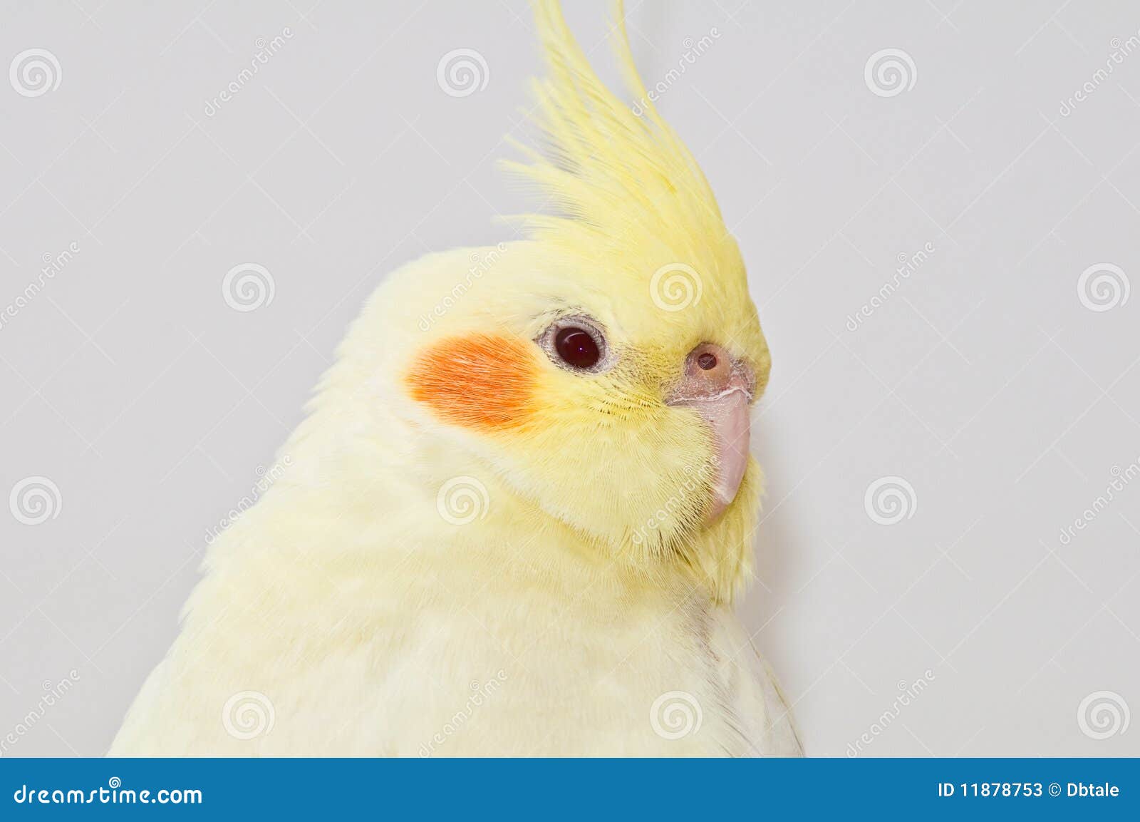 Yellow Cockatiel Birds Stand On The Rail In The Cage In Padmaja Naidu ...