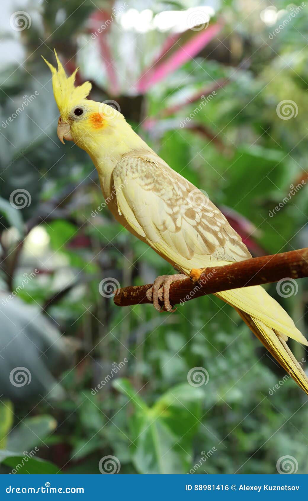 Yellow Cockatiel Birds Stand On The Rail In The Cage In Padmaja Naidu ...
