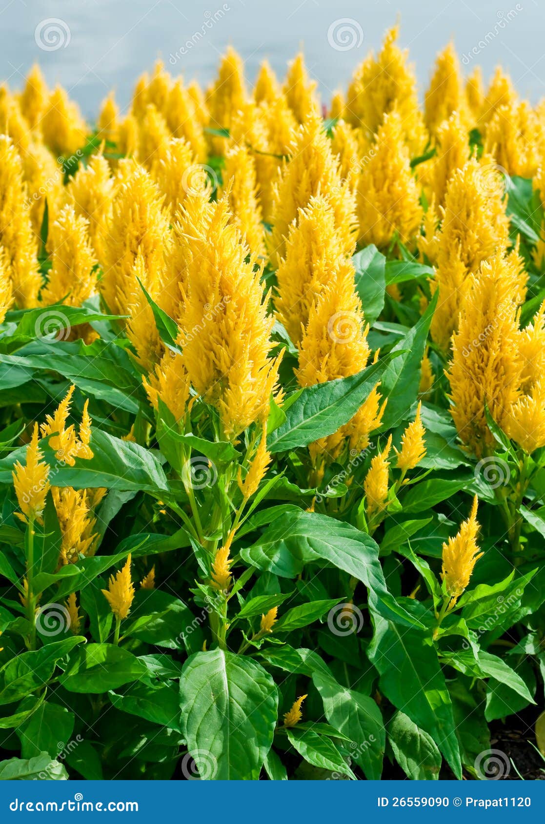Yellow cockscomb flowers stock photo. Image of beauty - 26559090