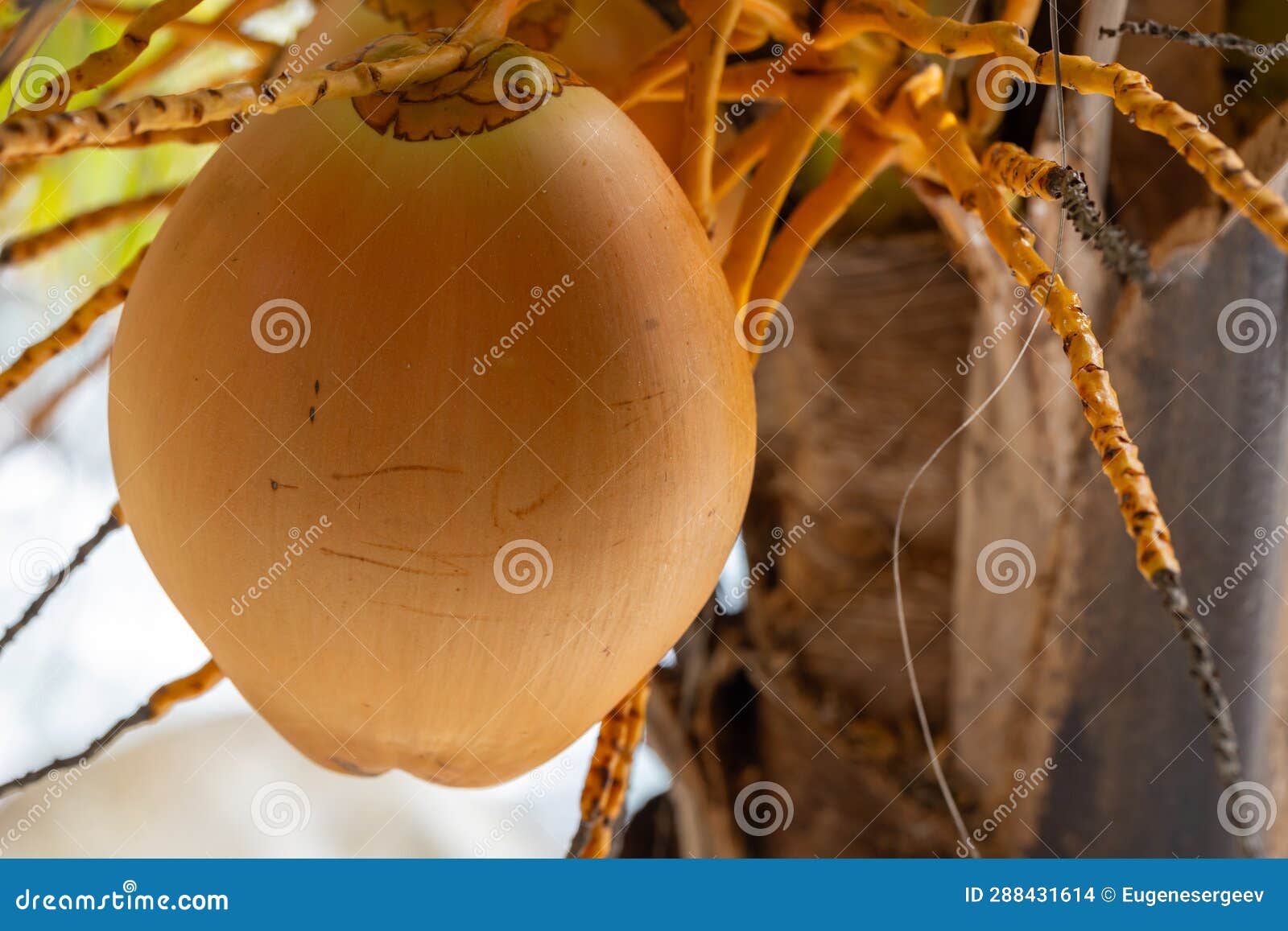 Yellow Cocnut Grows on a Palm Tree, Close-up Stock Photo - Image of ...