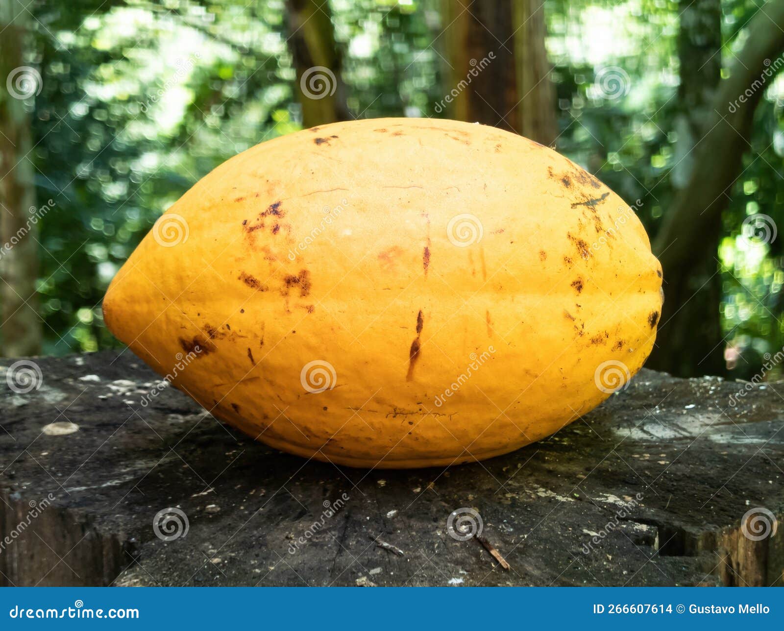 Yellow Cocoa Fruit Isolated. Brazilian Tropical Fruit Stock Photo ...