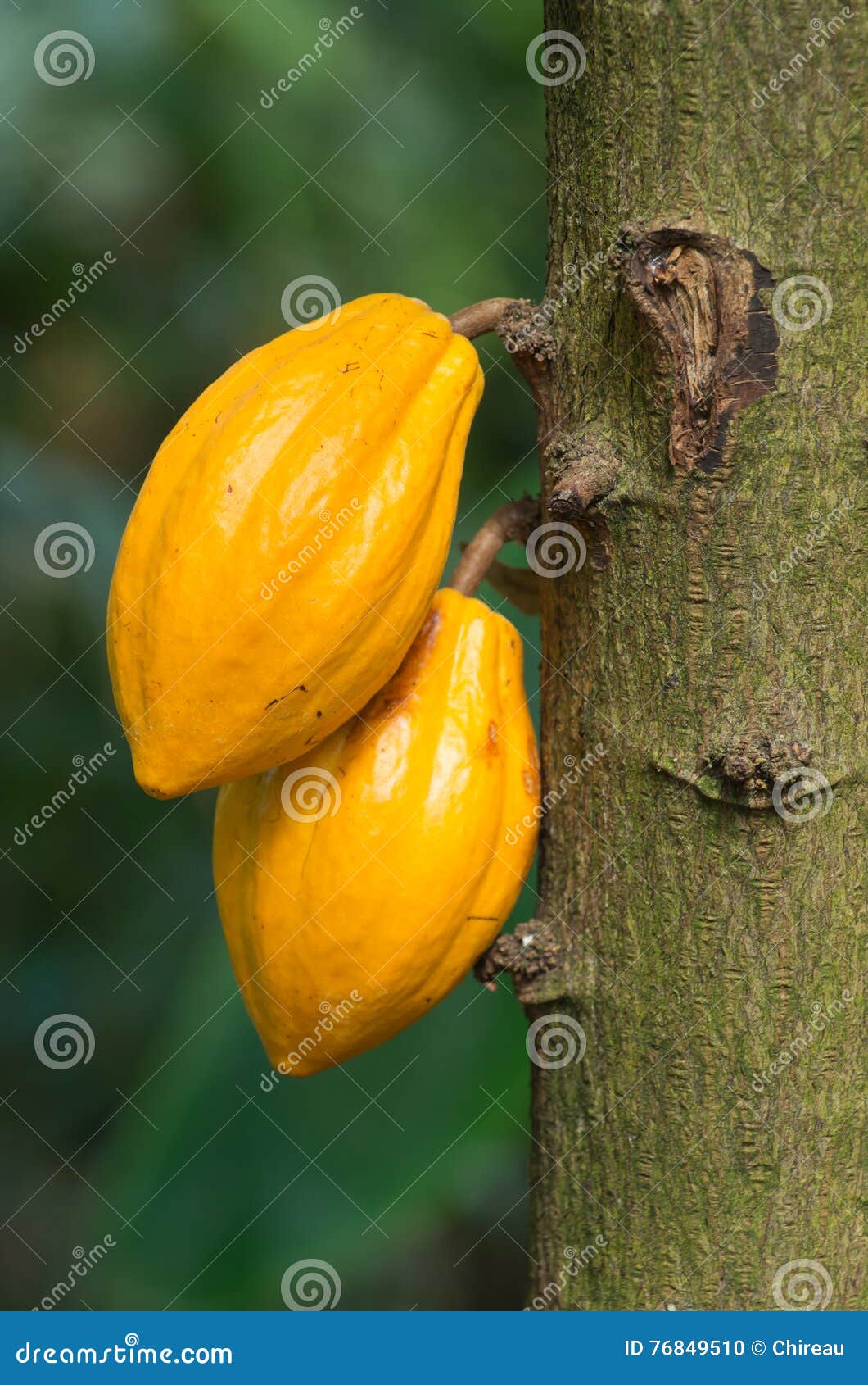 Yellow Cocoa Fruits on the Tree Stock Photo - Image of cacao, grow ...