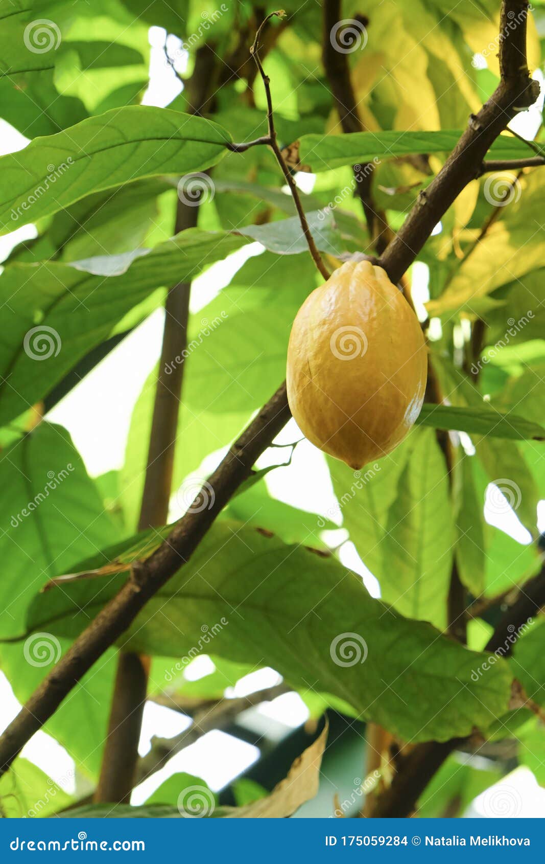 Yellow Cocoa Pod on a Cacao Tree, Close Up Stock Photo - Image of cocoa ...