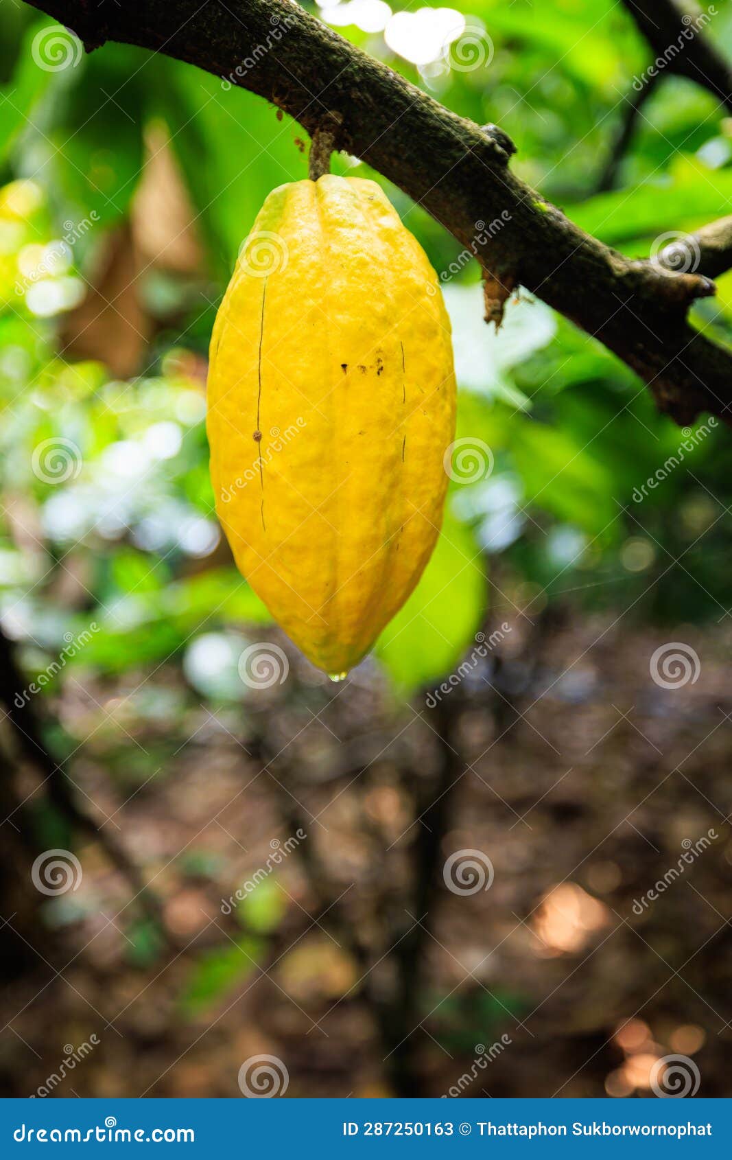 Yellow Cocoa Pods Grow on Tree Stock Image - Image of farm, stack ...