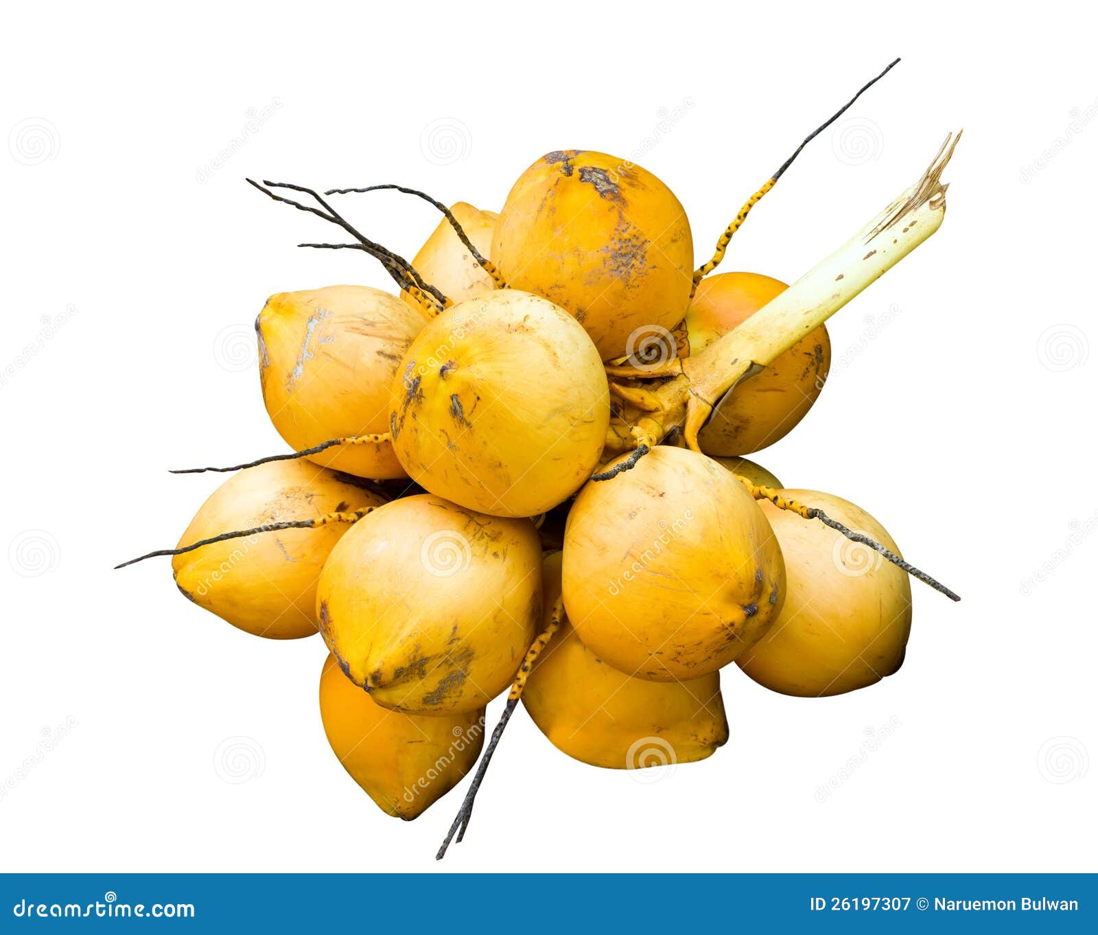 Yellow Coconut On Palm Tree. Golden Malayan Dwarf Palm Tree. Golden ...