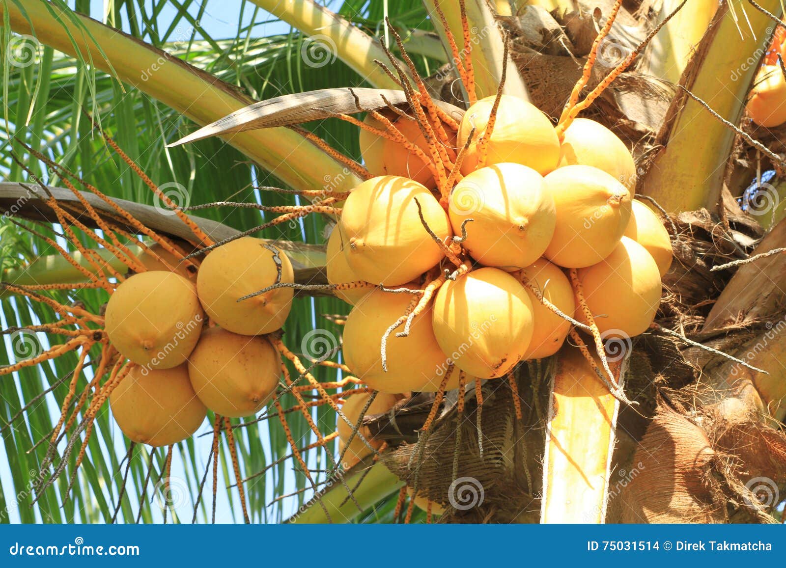Yellow Coconut Cluster on Tree Stock Photo - Image of group, drink ...