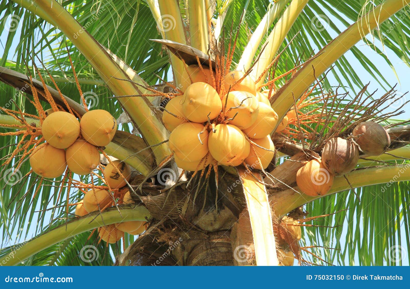 Yellow coconut cluster stock photo. Image of group, coconut - 75032150