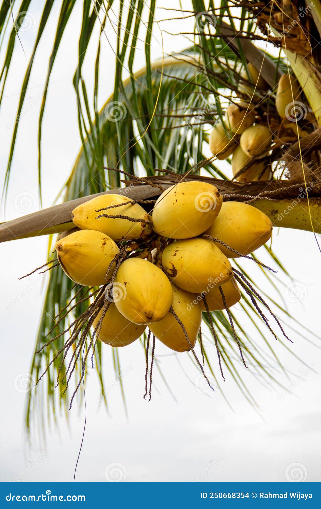 The Yellow Coconut Fruit that is Stiil on the Tree Stock Photo - Image ...