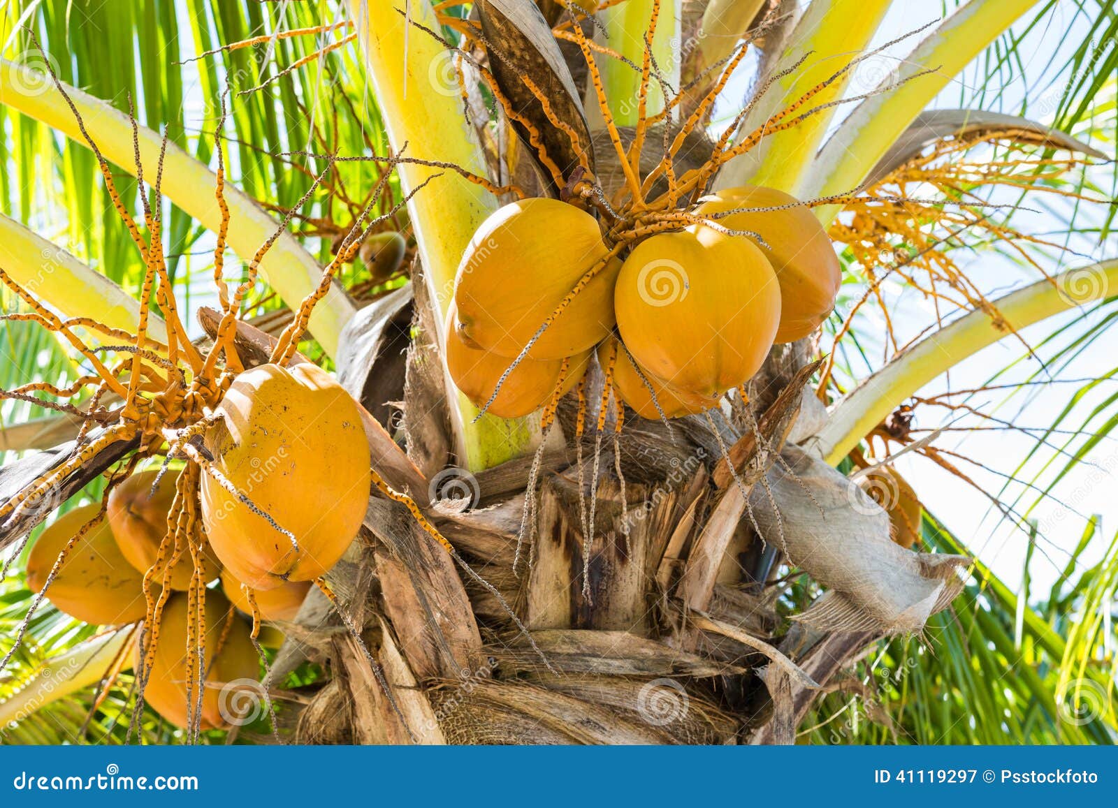 Yellow coconut stock image. Image of coco, fruit, nature - 41119297