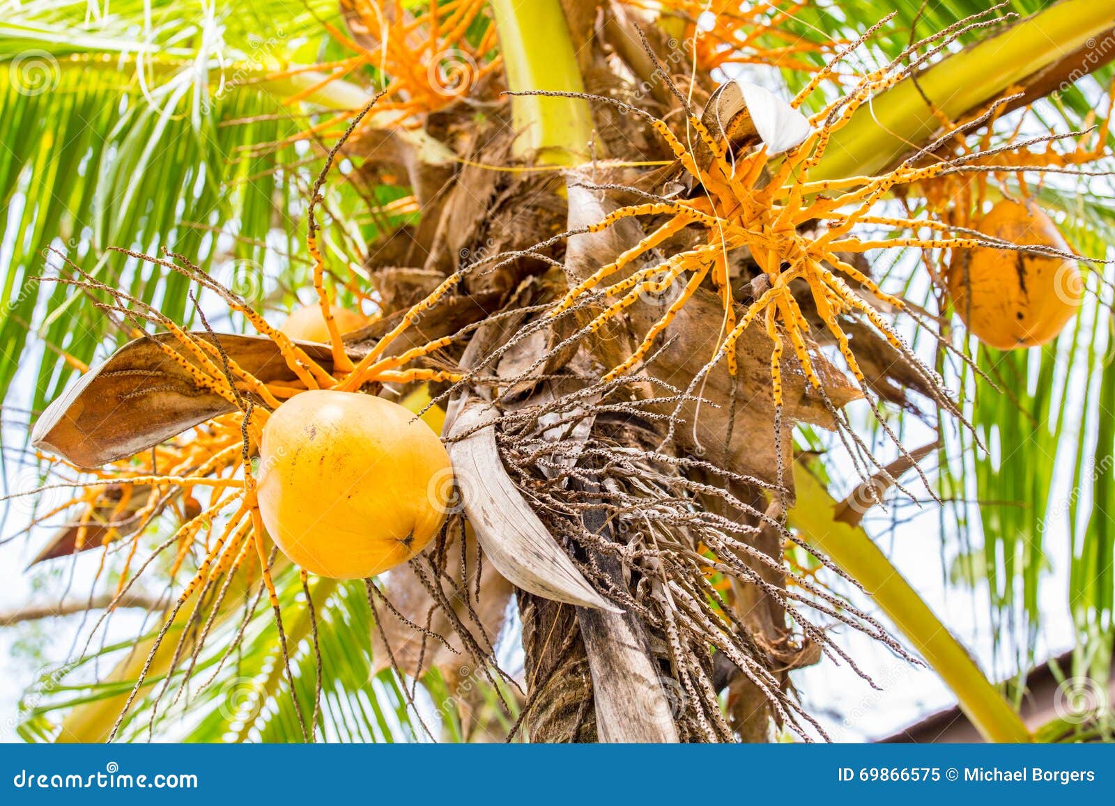 Yellow Coconut Hanging from a Palm Stock Image - Image of tree, fresh ...