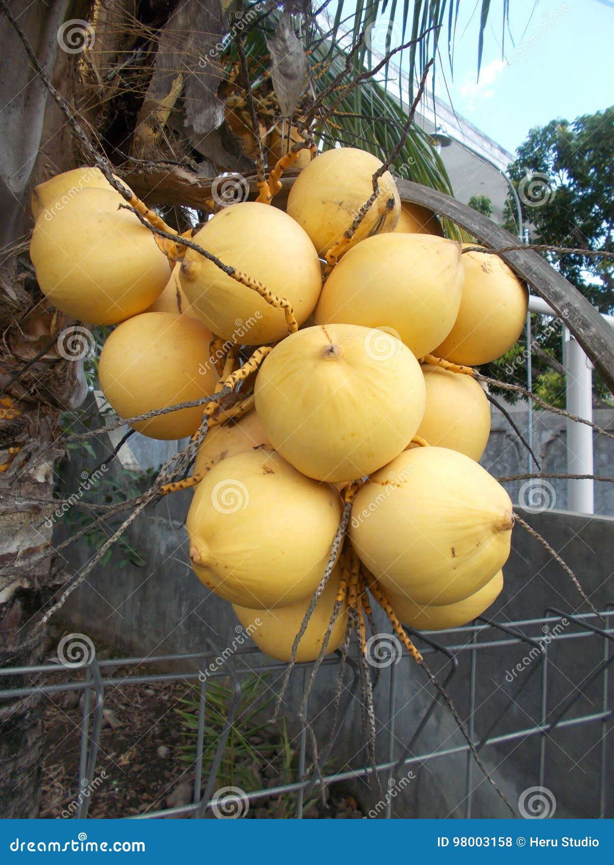 Yellow coconut king stock photo. Image of branch, growth - 98003158