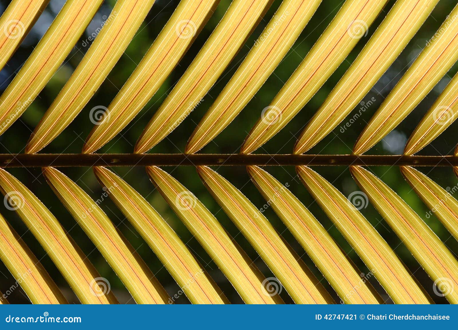 Yellow Coconut Leaf Pattern Stock Image - Image of details, background ...