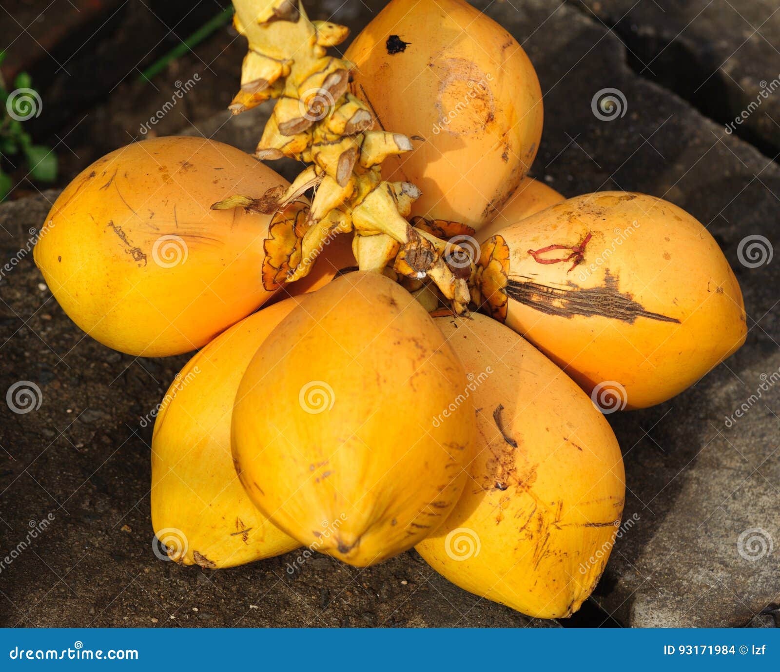 Yellow coconut stock photo. Image of king, thailand, food - 93171984
