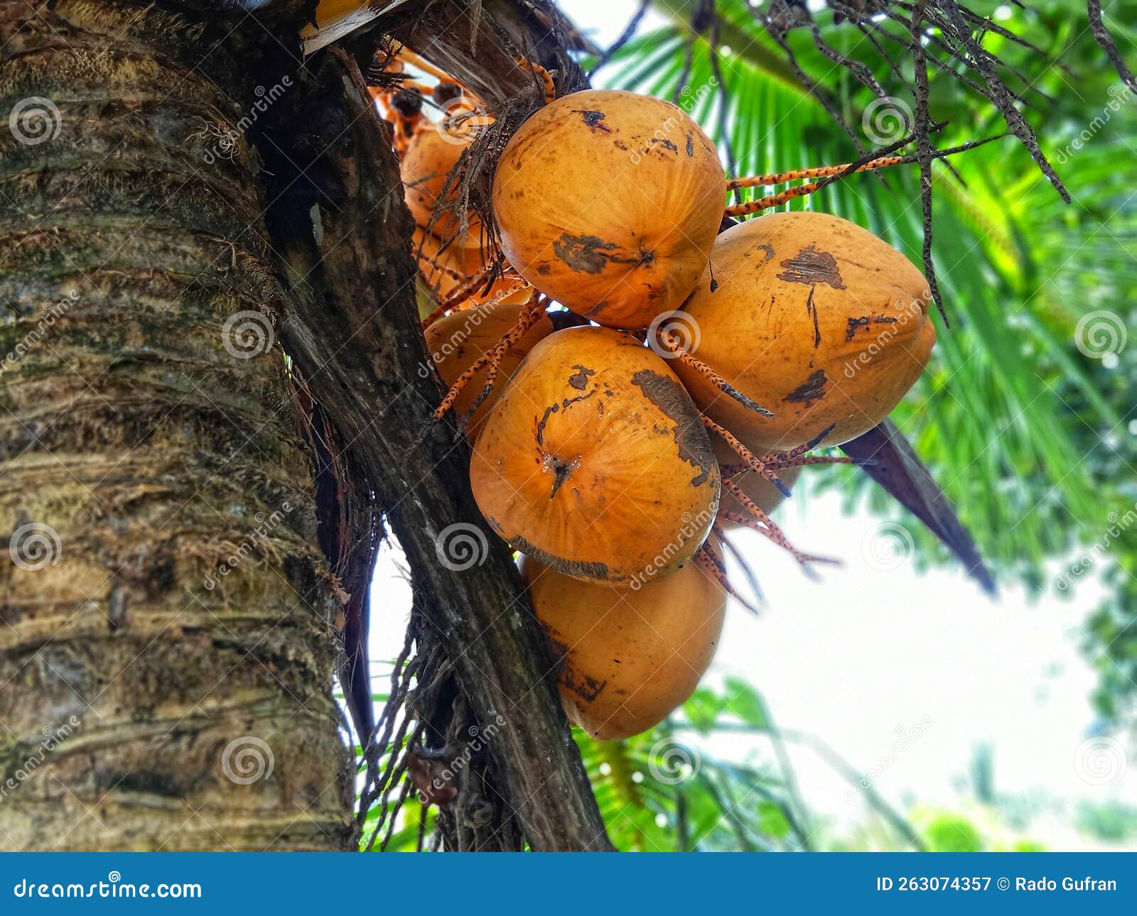 Yellow Coconut Planted in the Plantation Area. Stock Image - Image of ...