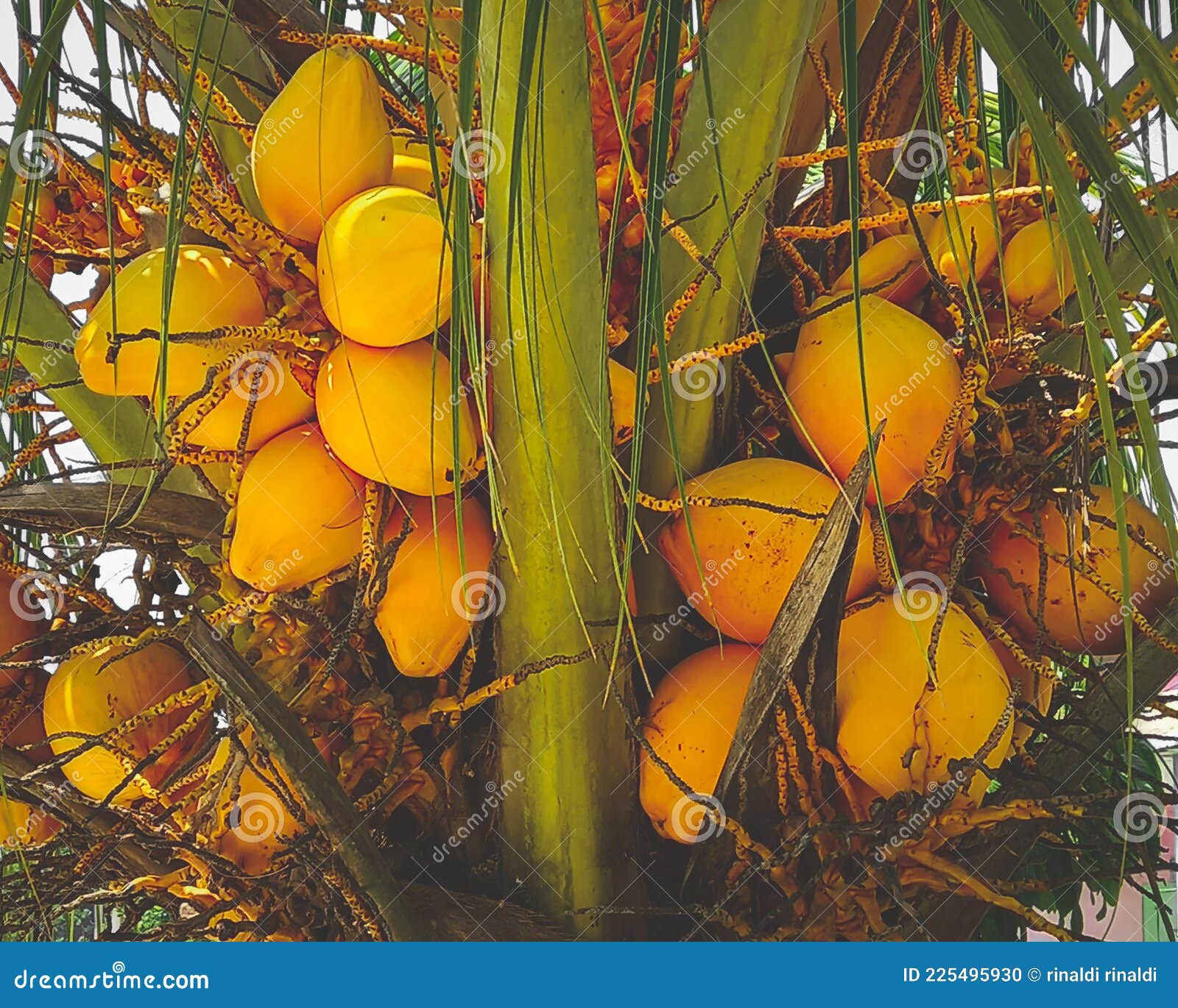 Yellow coconut in a tree stock photo. Image of coconut - 225495930