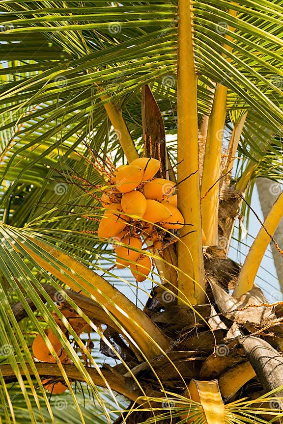 Yellow coconut tree stock image. Image of island, beach - 67470751