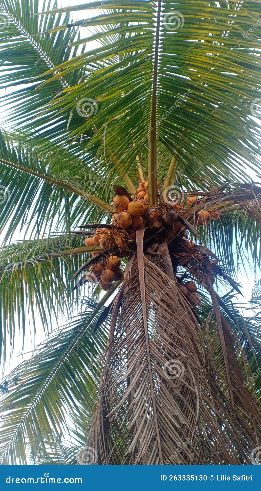 Yellow coconut tree stock photo. Image of yellow, size - 263335130