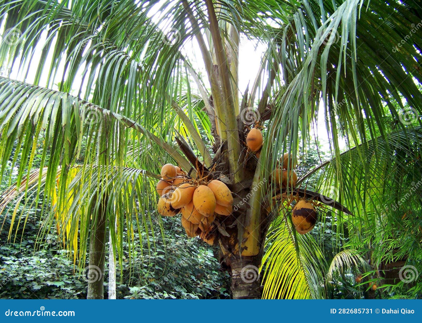 Coconut Trees in Sanya, Hainan Stock Image - Image of fruit, produce ...
