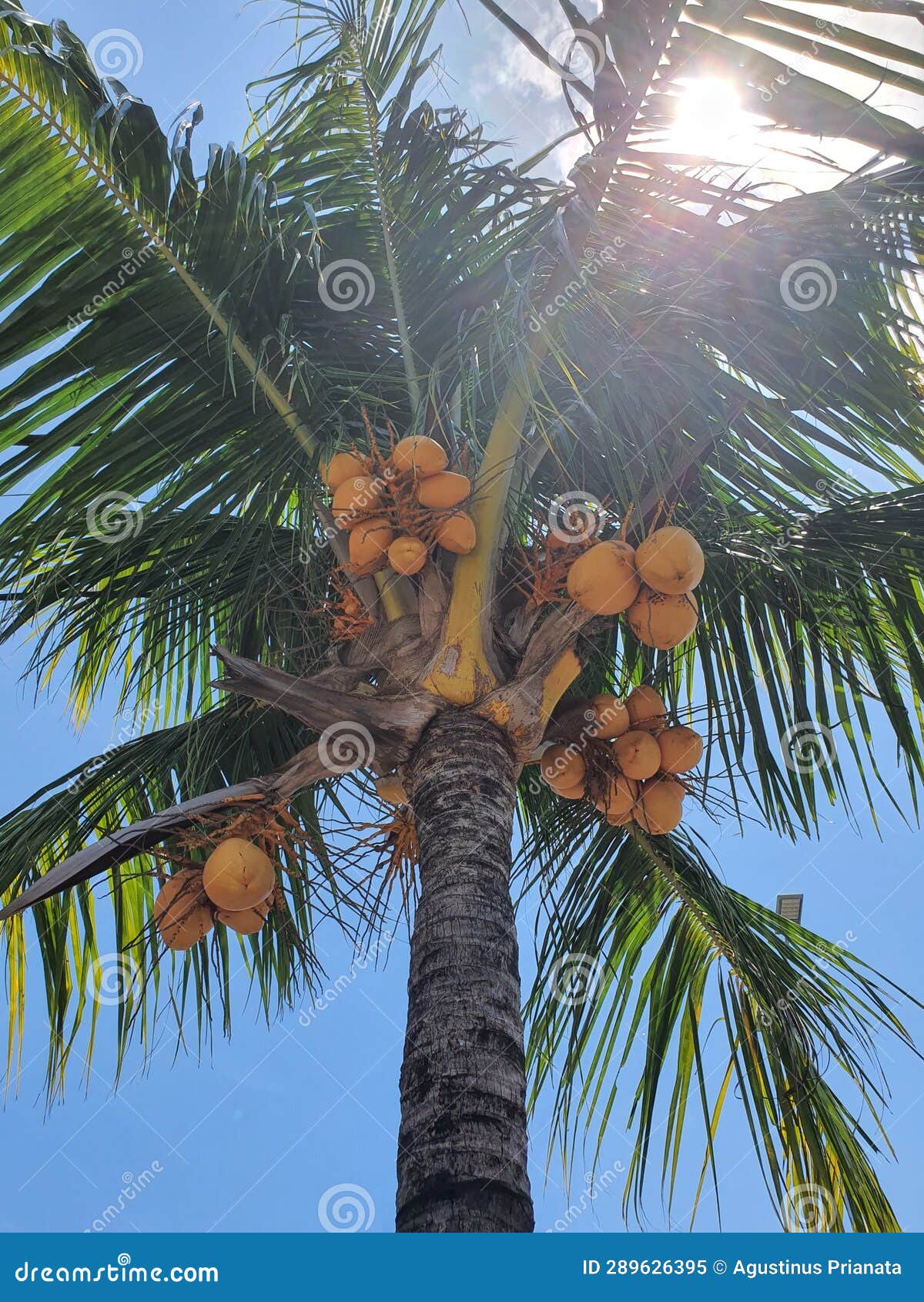 Yellow Coconut Tree and Its Fruits Stock Image - Image of leaves ...