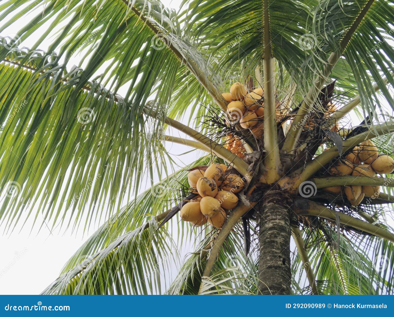 Yellow Coconut Tree Viewed from Below Stock Image - Image of meters ...