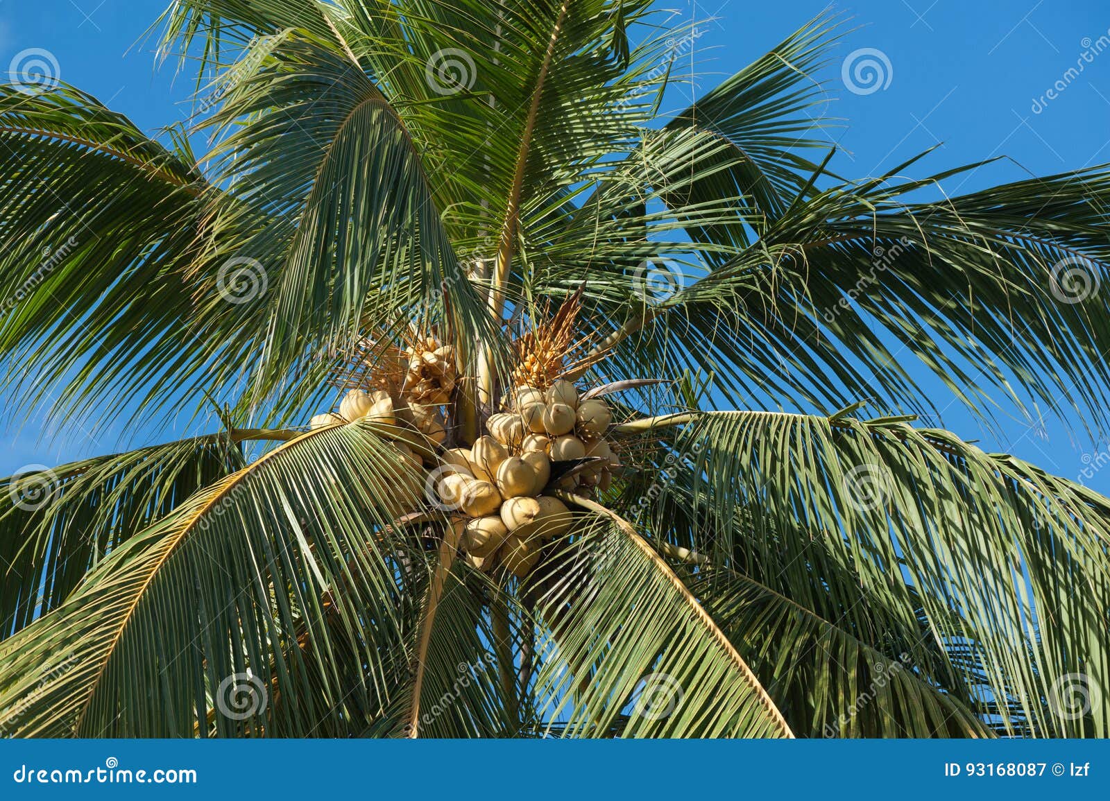 Yellow coconut trees stock image. Image of king, fruit - 93168087