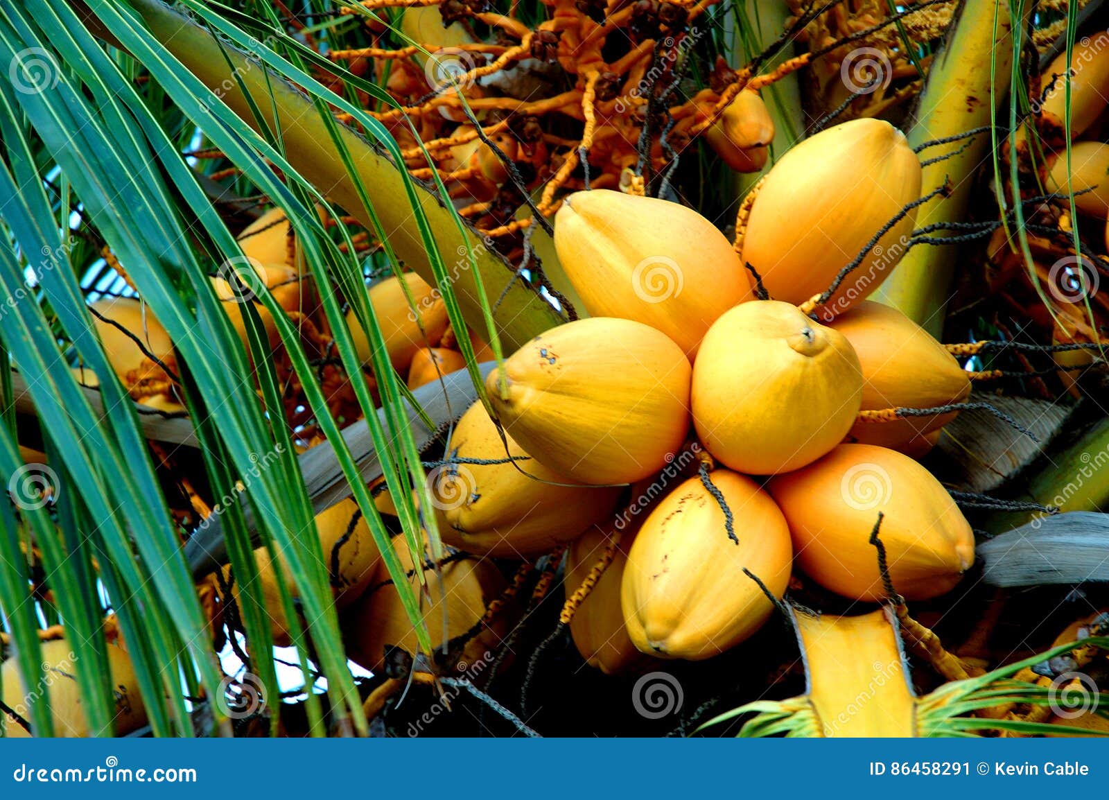 Yellow coconuts stock image. Image of frawns, yellow - 86458291