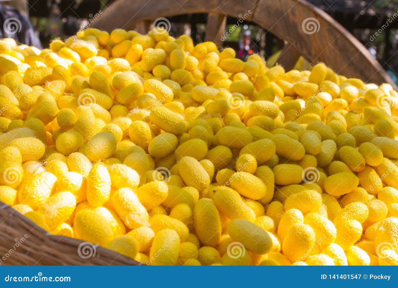 Yellow Cocoon is Raw Material of Sericulture for Thai Silk Stock Image ...