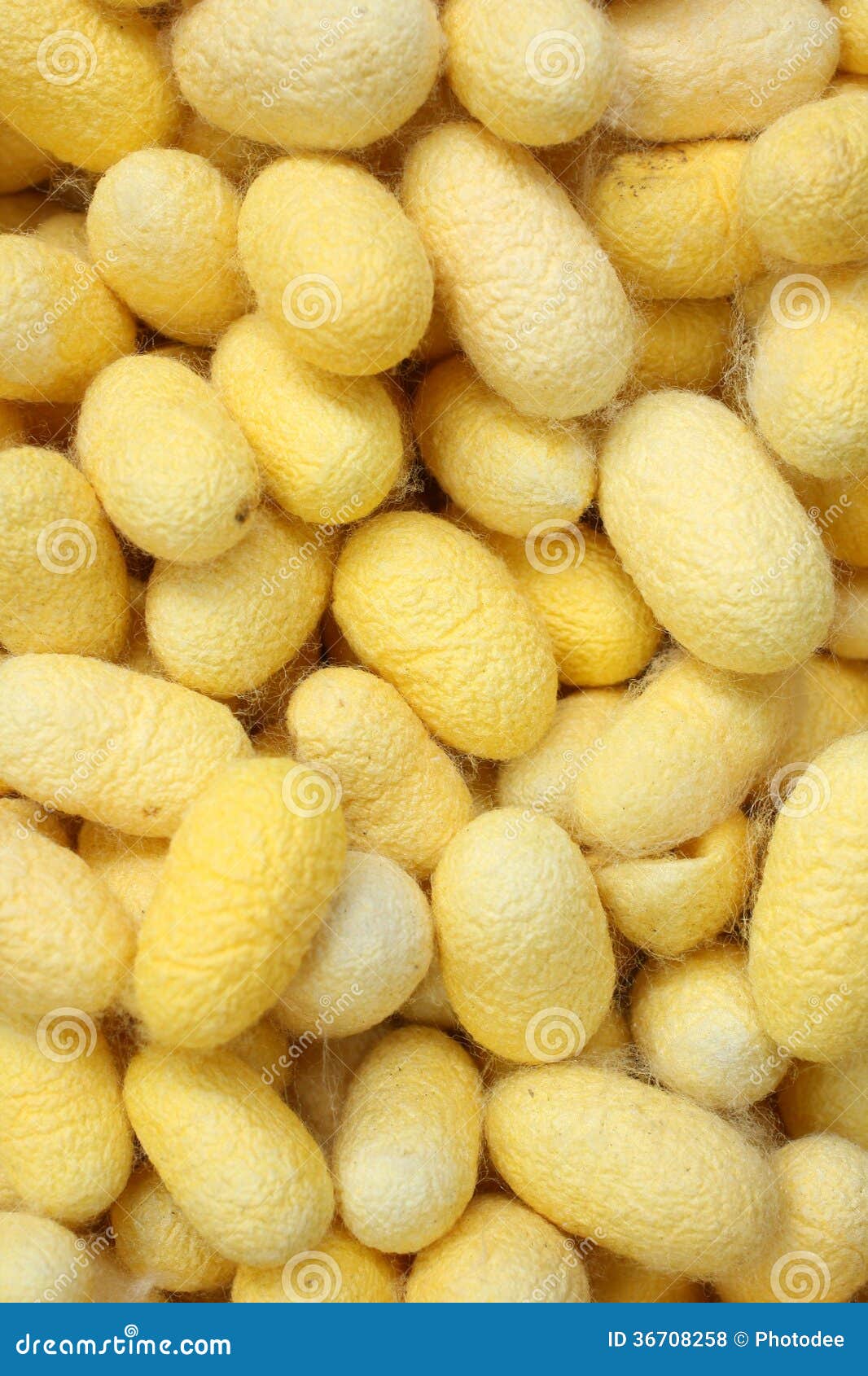 Yellow cocoon silkworm stock photo. Image of silkworm - 36708258