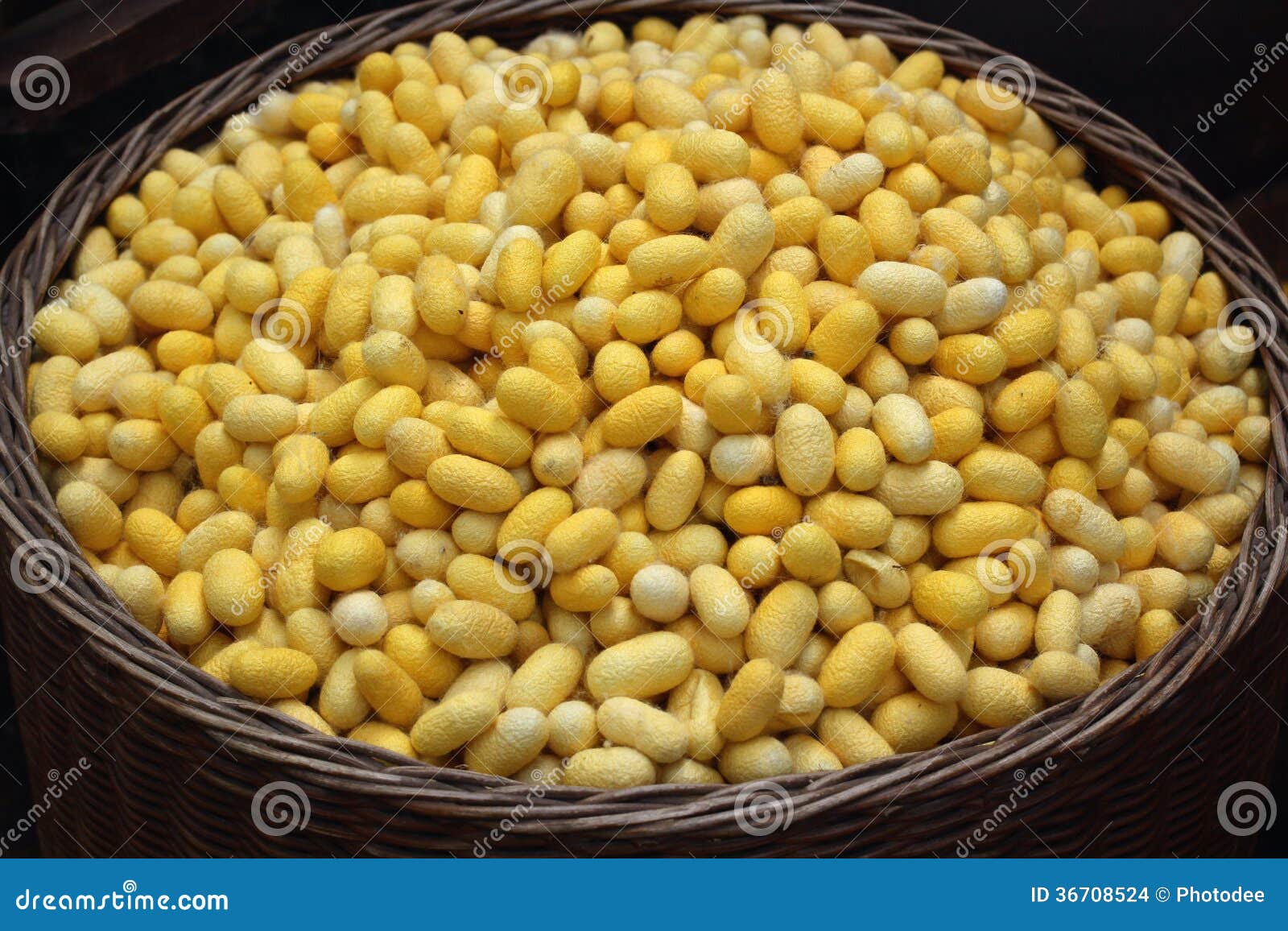 Yellow cocoon silkworm stock photo. Image of macro, fiber - 36708524