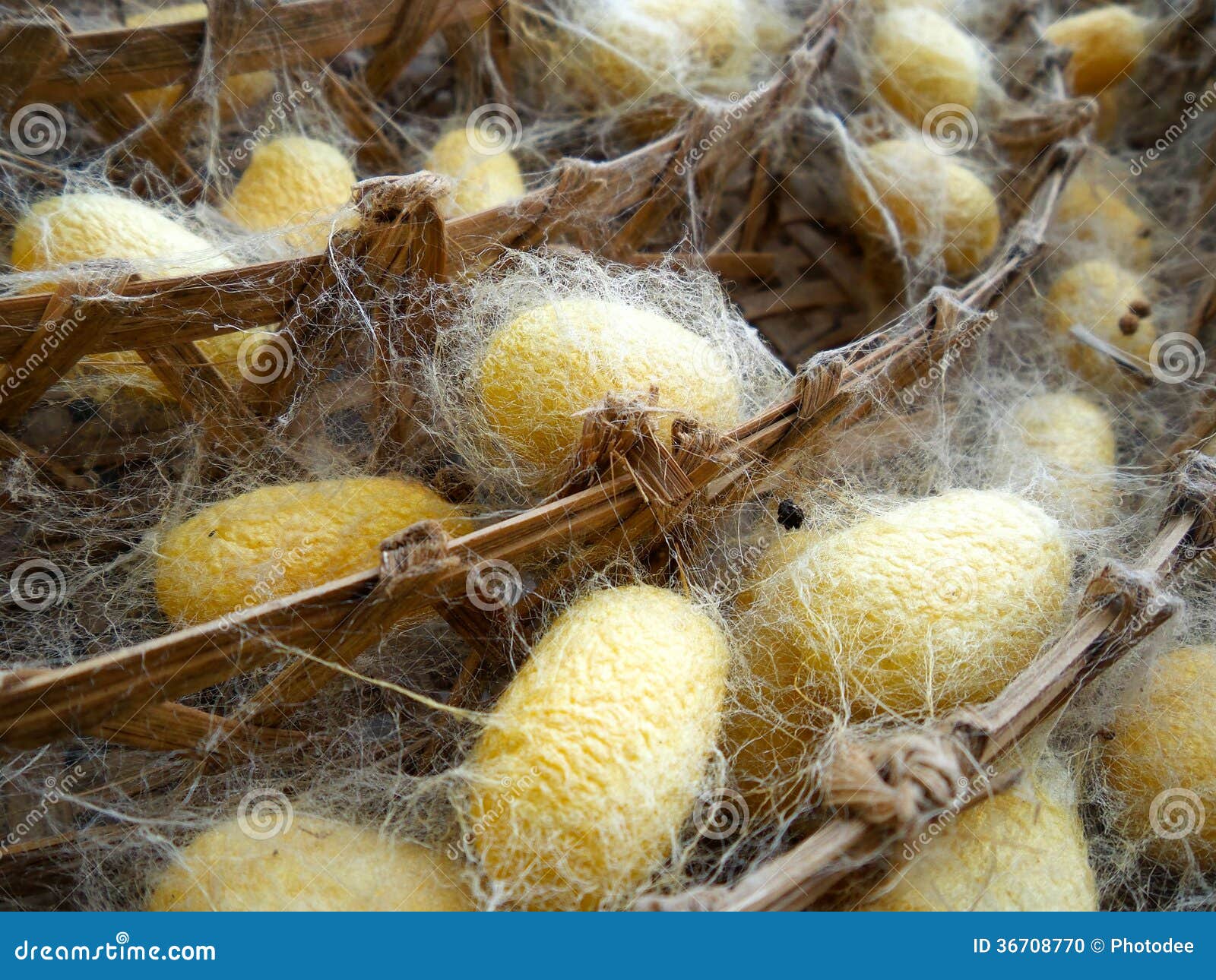 Yellow cocoon silkworm stock photo. Image of pattern - 36708770