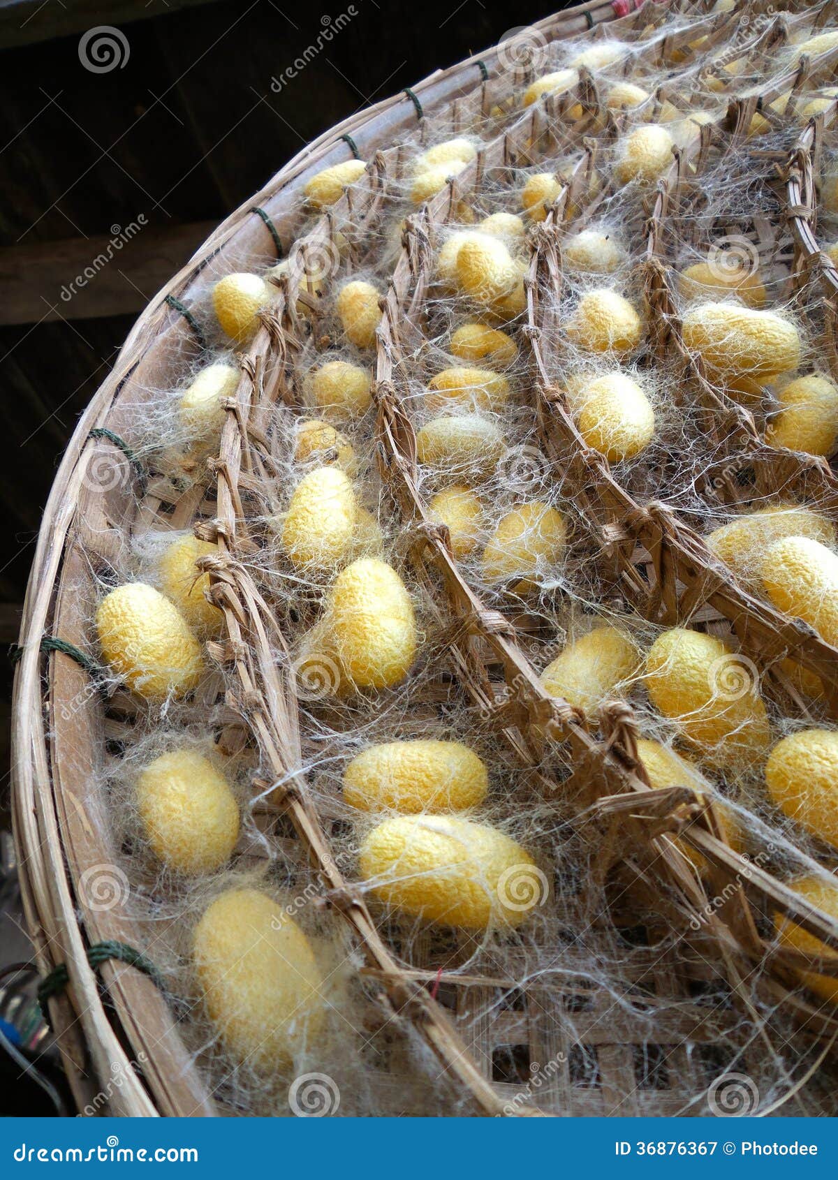 Yellow cocoon silkworm stock image. Image of pure, silkworm - 36876367