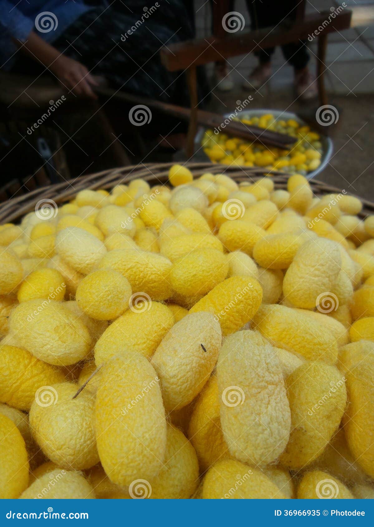 Yellow cocoon silkworm stock image. Image of capsule - 36966935